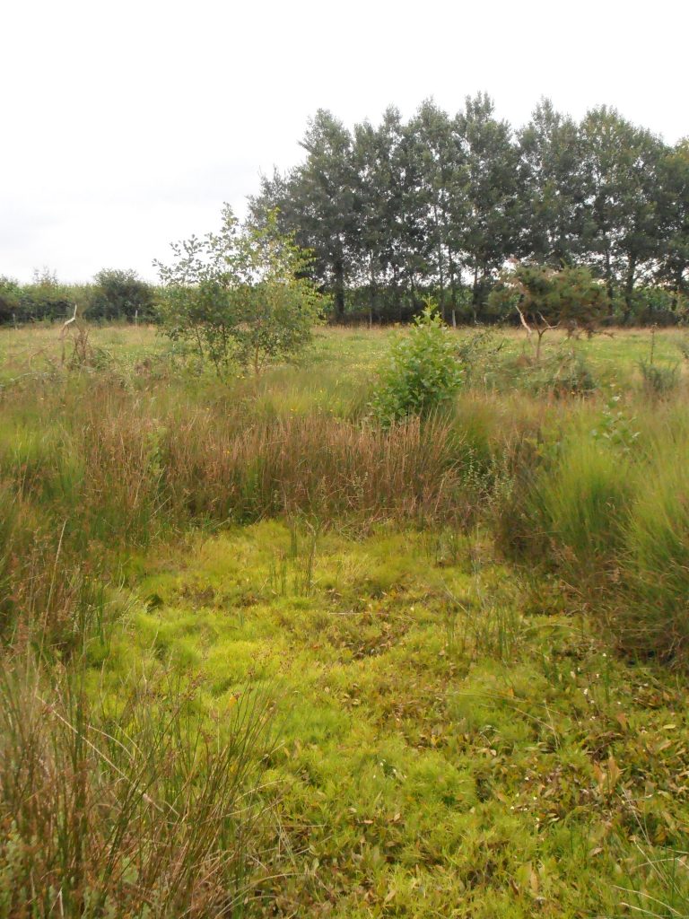 Qu’est-ce qu’une mare ? – Mares – Cen Aquitaine